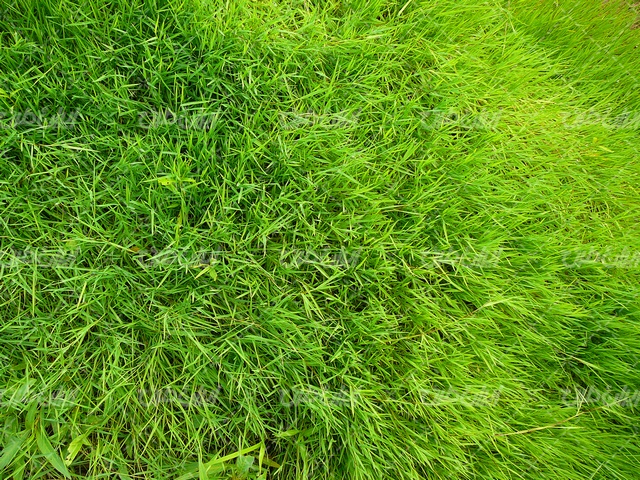 تصویر با کیفیت سبزه و چمن سر سبز و فصل بهار - ایران طرح