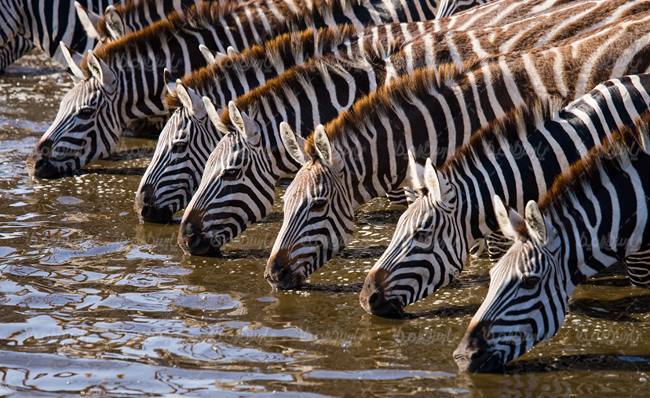 حیات وحش گورخر منظره چشم انداز آب خوردن حیوانات - ایران طرح