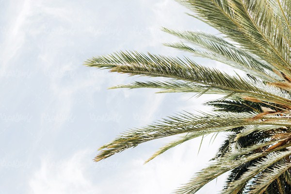 درخت نخل - ایران طرح