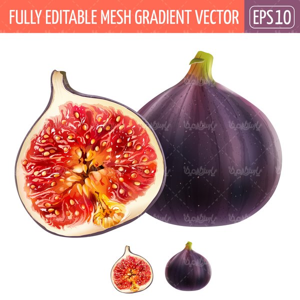 وکتور انجیر - ایران طرح